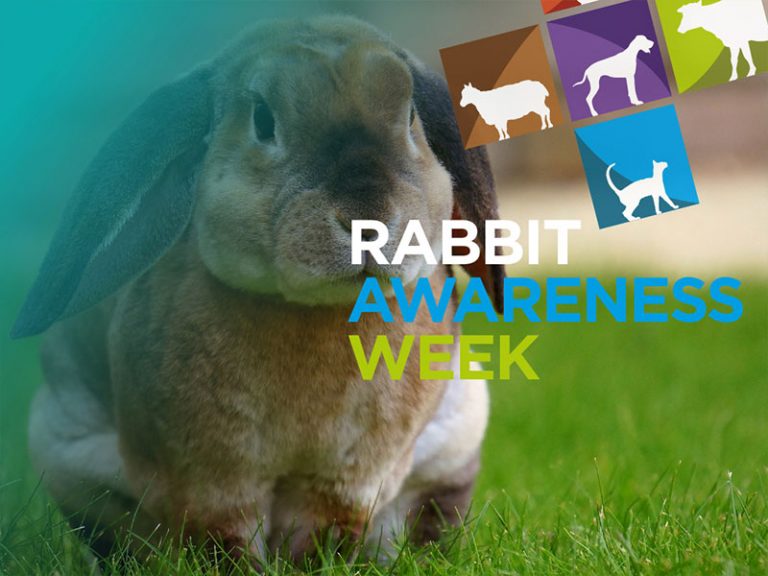 Amazing bunny offers to celebrate Rabbit Awareness Week - Daleside Vets